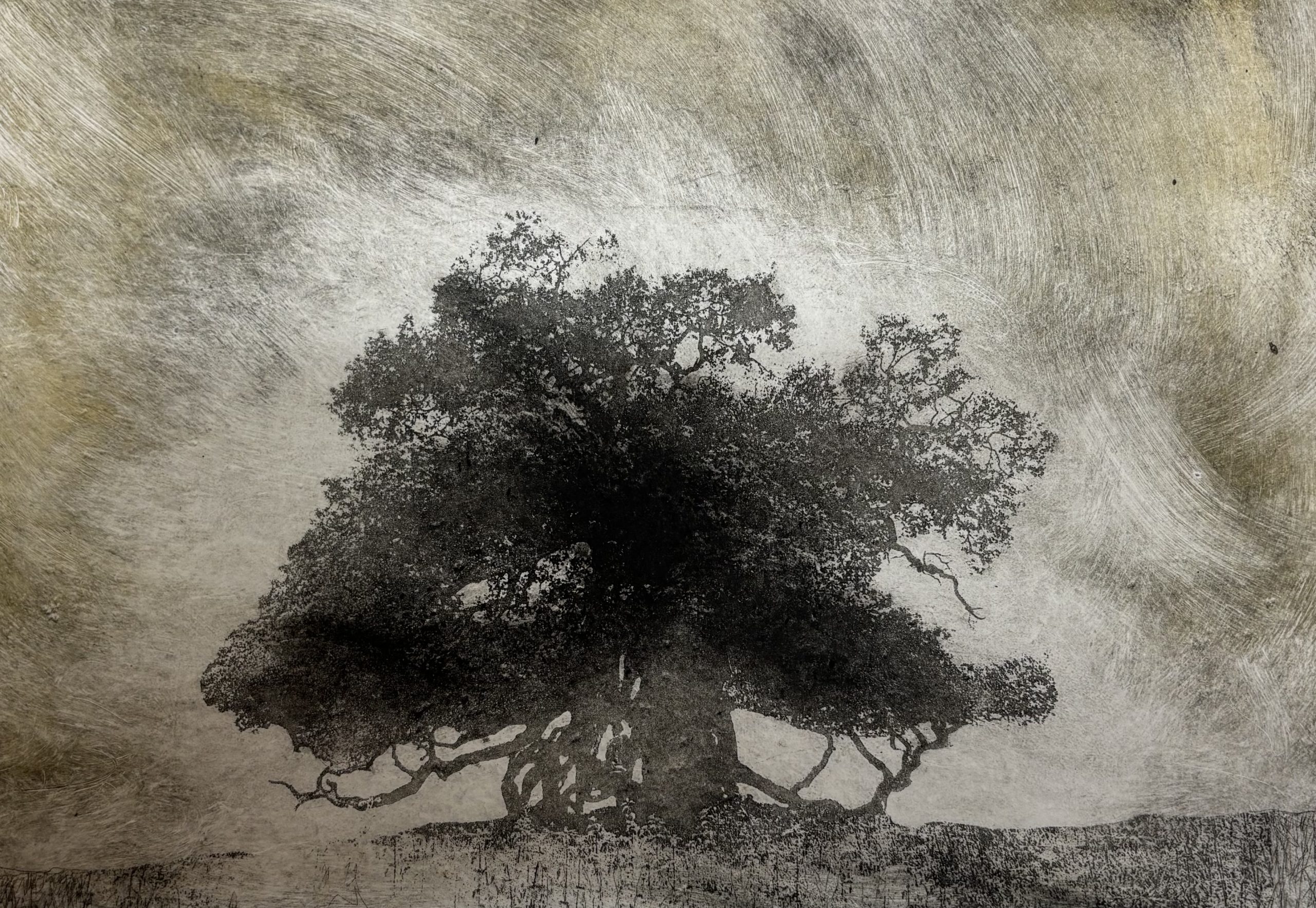 The Arborealists: The 40th Exhibition - Emma Buckmaster